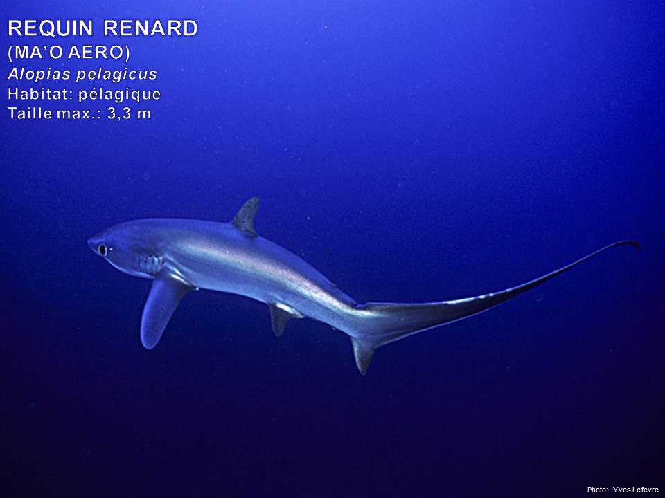 Observatoire des requins de Polynesie – Les requins observés